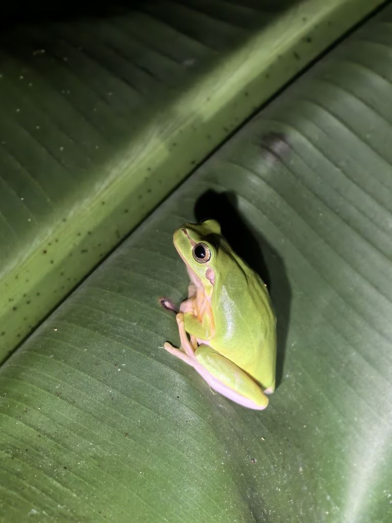 Common Chinese Tree Frog from Shenzhen, CN-GD, CN on May 18, 2024 at 08 ...