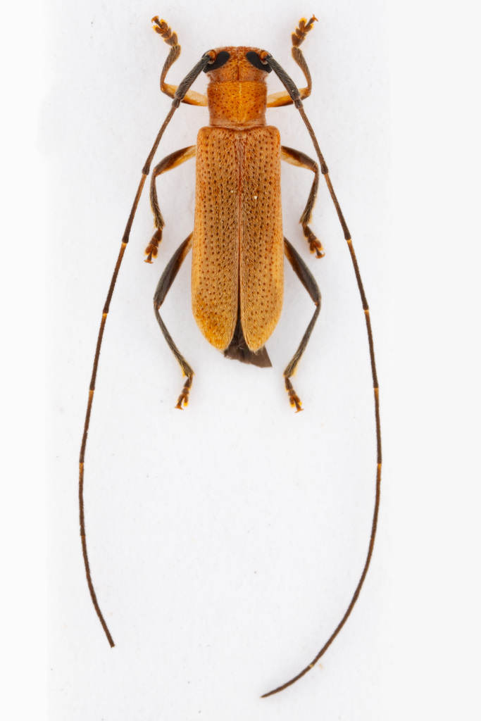 Serixia kisana in May 2024 by uitsiann. Serixia kisana 旗山細角天牛 · iNaturalist