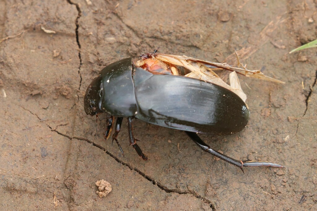 Hydrophilus aterrimus from Глазовский р-н, республика Удмуртия, Россия ...