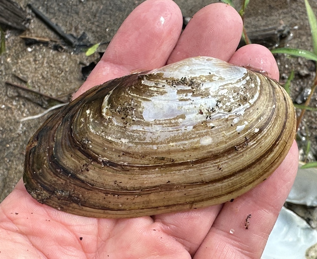 Giant Floater from Rue Notre-Dame O, Trois-Rivières, QC, CA on August ...