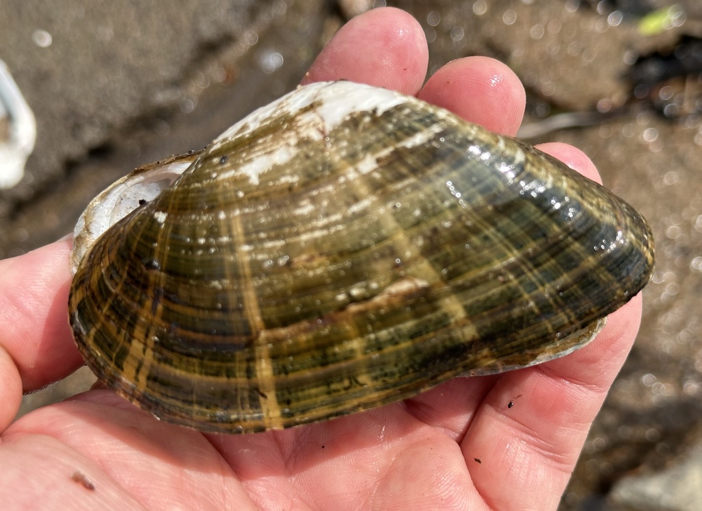 Elktoe from Rue Notre-Dame O, Trois-Rivières, QC, CA on August 10, 2024 ...