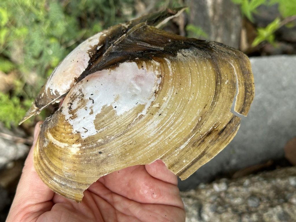 Fragile Papershell from St. Lawrence River, Trois-Rivières, QC, CA on ...