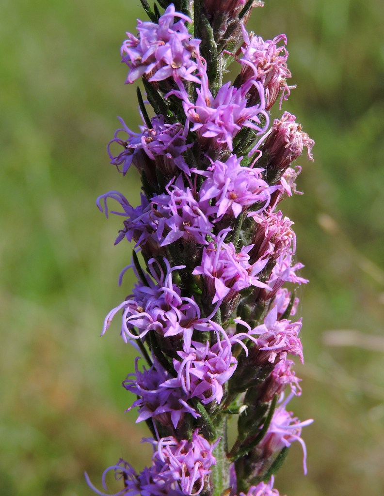 slender blazing-star from Sarasota County, FL, USA on October 19, 2014 ...