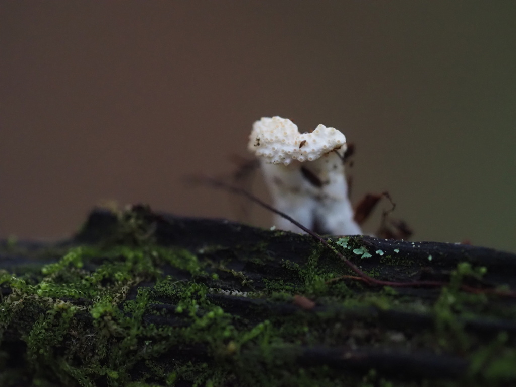 Tolypocladium inflatum from Monongahela National Forest, Eglon, WV, US ...
