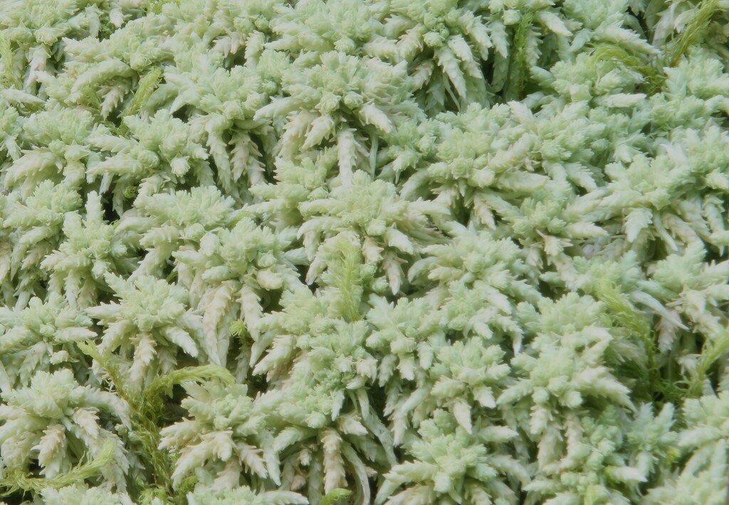 Sphagnum Subg. Sphagnum from Cecil County, MD, USA on June 25, 2014 at ...