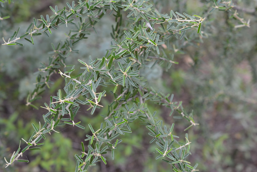 Desert Caper from Pocho, Córdoba, Argentina on April 23, 2024 at 12:20 ...