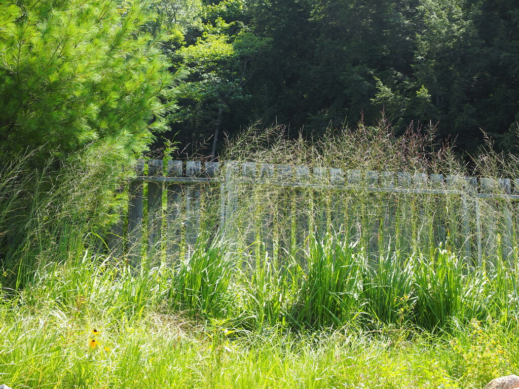 prairie sandreed from Parry Sound District, ON, Canada on August 14 ...