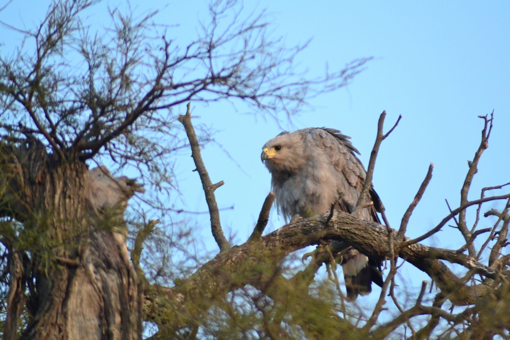 Chaco Eagle in August 2024 by Isaias Maximiliano Churruarin · iNaturalist