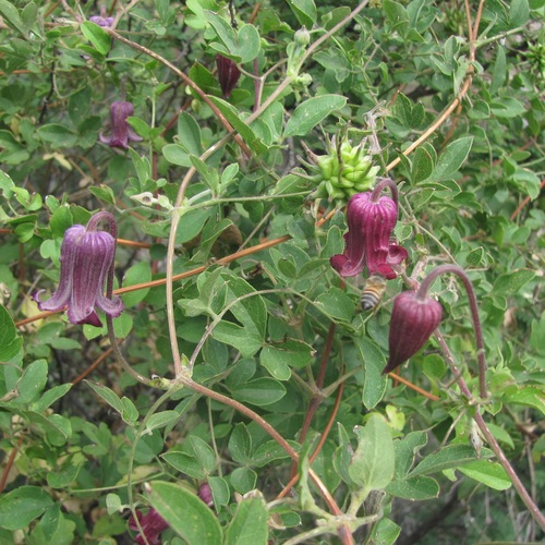 Variety Clematis pitcheri dictyota · iNaturalist