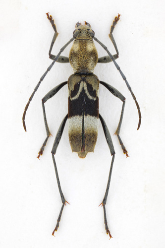 Demonax bimaculicollis · NaturaLista Colombia