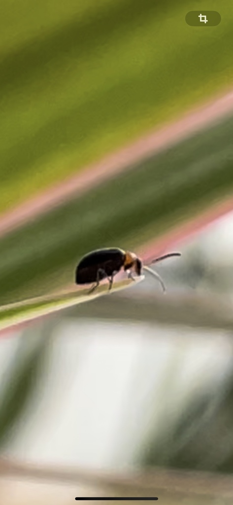 Skeletonizing Leaf and Flea Beetles from Privada Sooh, Playa del Carmen ...