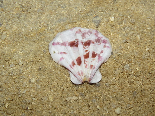 Chlamys plica · iNaturalist