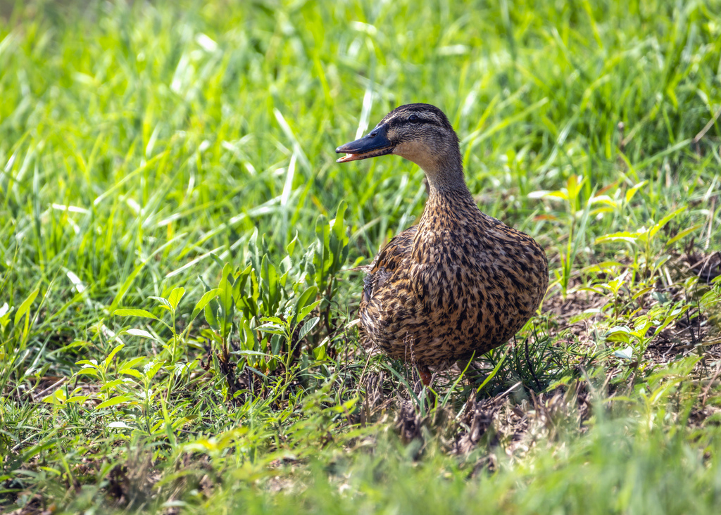 Mallard from Shadow Creek Ranch, Pearland, TX, USA on August 18, 2024 ...