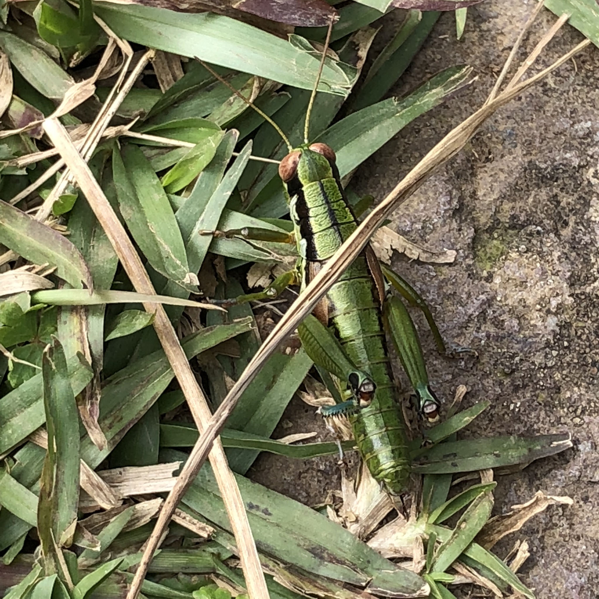 Sinopodisma Chang, 1940