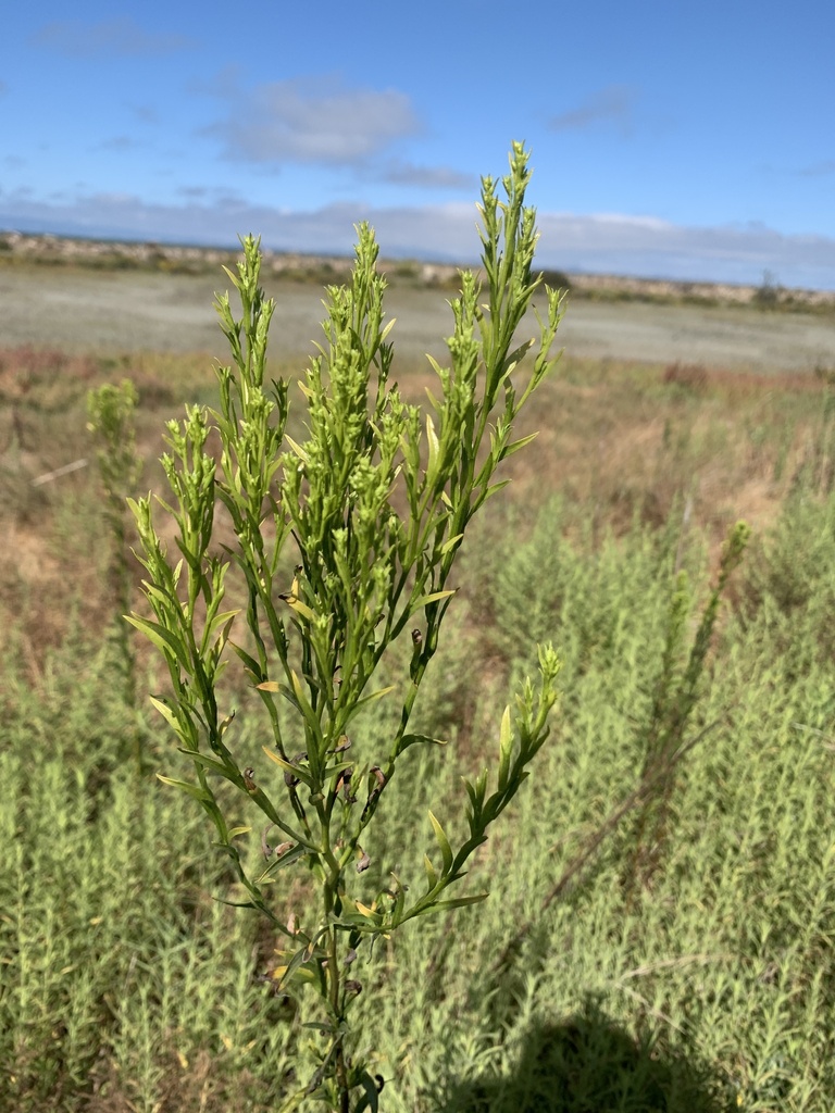 western goldenrod from Hayward Regional Shoreline, Hayward, CA, US on ...