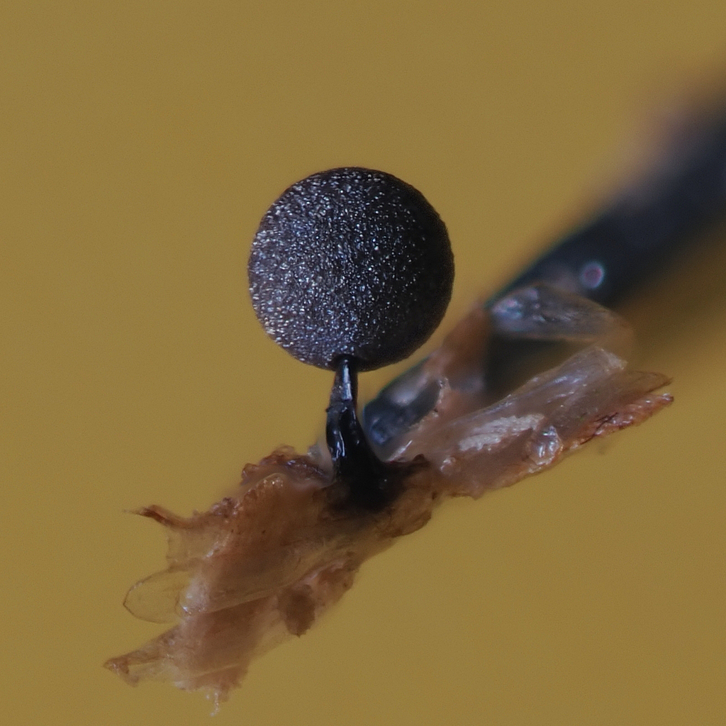 Collaria arcyrionema from Prospect Park, New York, NY, US on August 18, 2024 at 03:46 PM by Elan ...