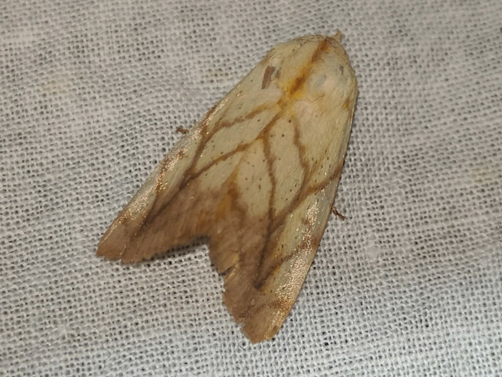 Transverse moth from COT, IISERTVM, Kerala, India on November 19, 2023 ...