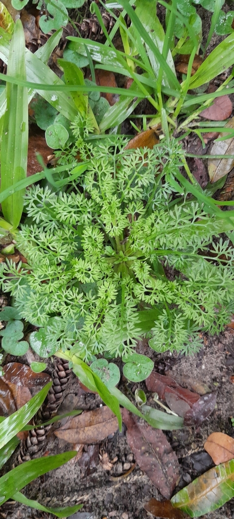 common soliva in August 2024 by rafa perazzolo · iNaturalist