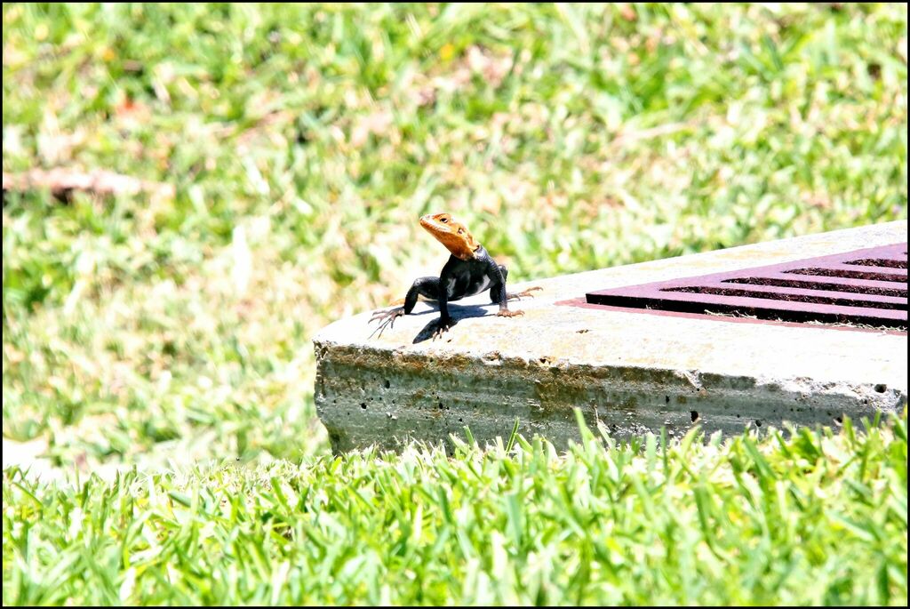 Peters's Rock Agama from Miami-Dade County, FL, USA on July 2, 2024 at ...