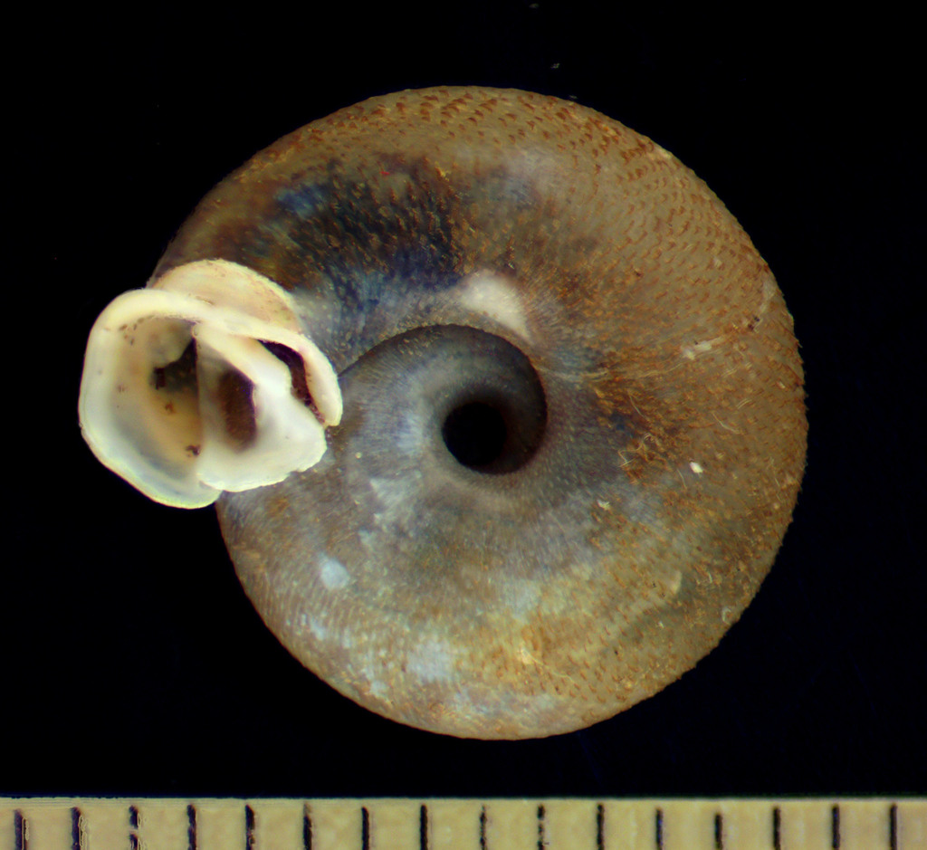 Franklin Mountain Woodland Snail in July 2016 by Ben Hutchins. Modified ...