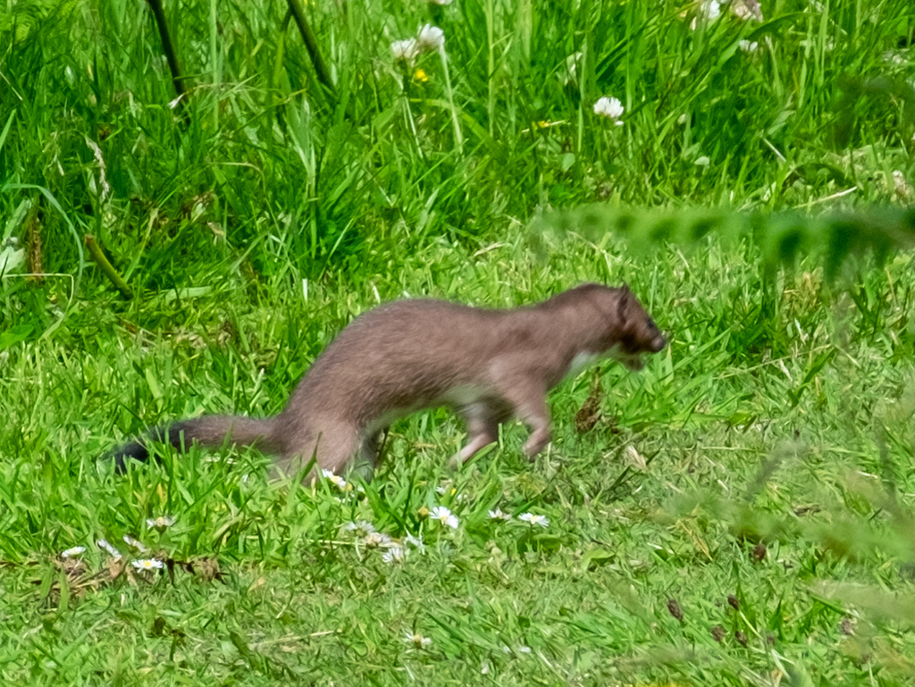 Irish Stoat (Mustela erminea hibernica) - Know Your Mammals
