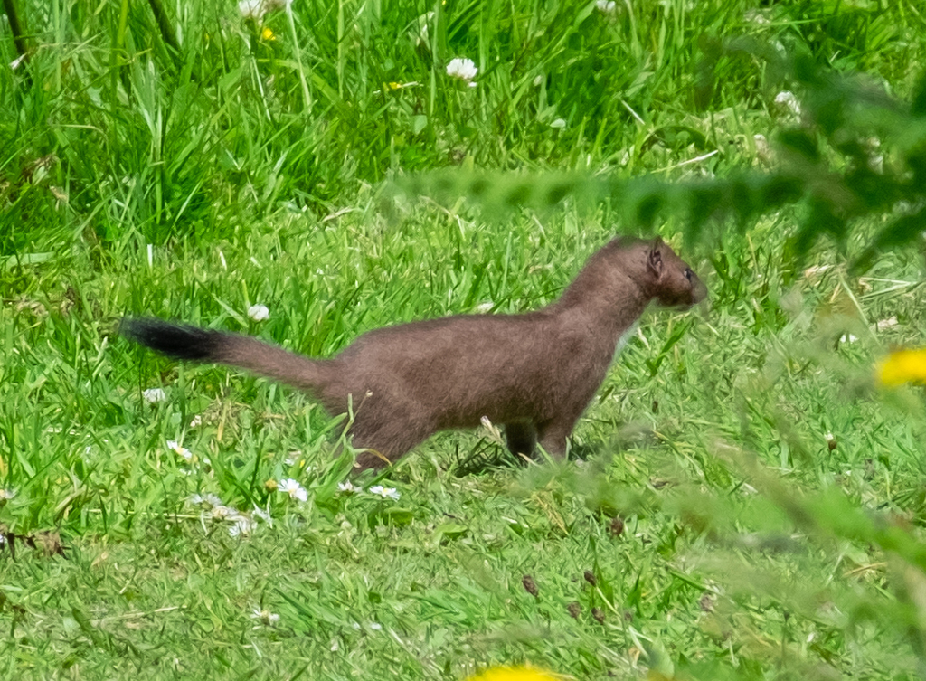 Irish Stoat (Mustela erminea hibernica) - Know Your Mammals