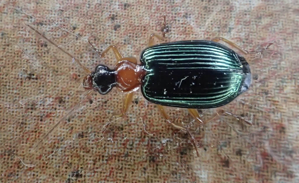Lebia tricolor (Beetles of South Central Pennsylvania) · iNaturalist