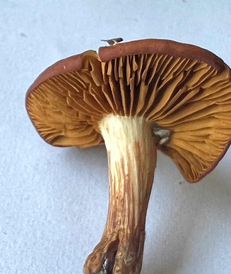 Webcaps in August 2024 by Joe Matanzas. With spuce. Caps orange/brown ...