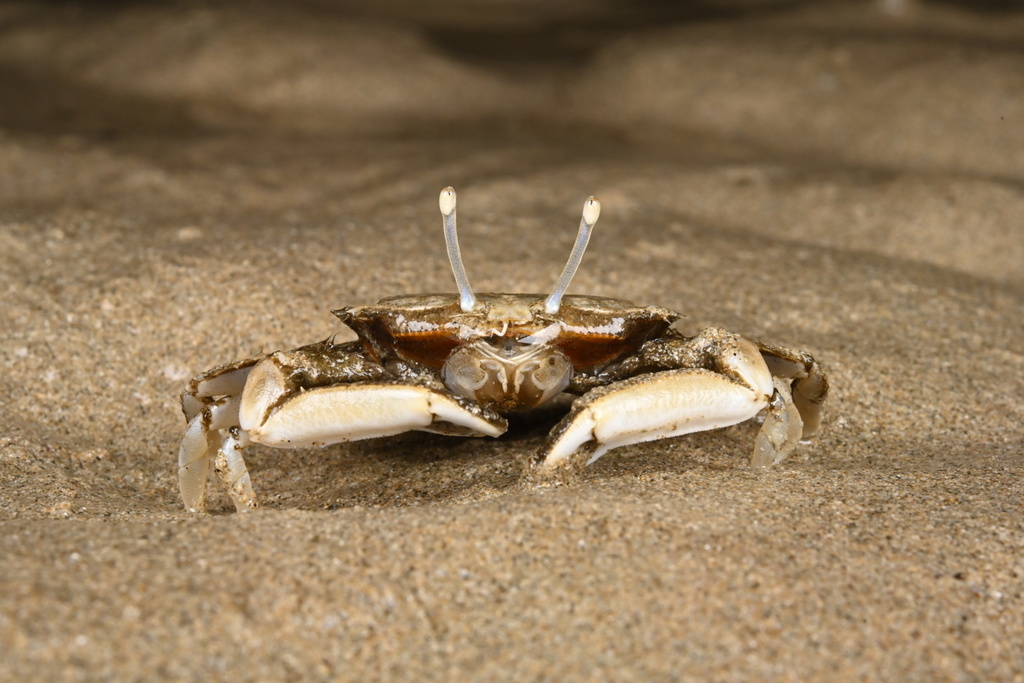 Convex Sentinel Crab from 儋州市, 海南省, CN on August 20, 2024 at 01:38 AM ...