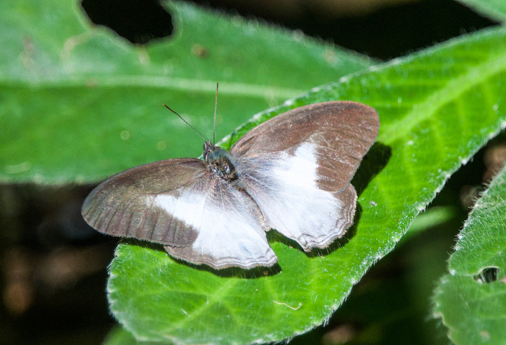 White-banded Satyr from 1 km este de Tuis de Turrialba entrada a mano ...