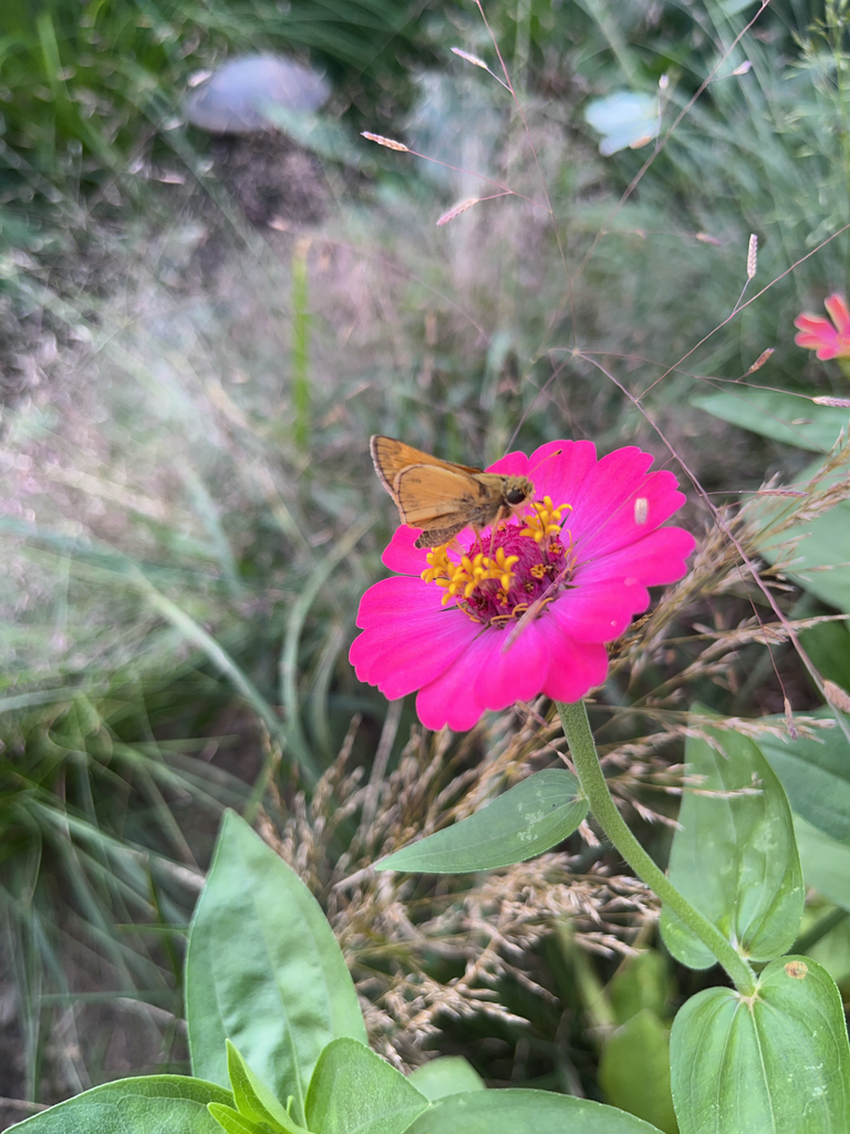 Huron Sachem from Merion Station on August 19, 2024 at 04:38 PM by ...