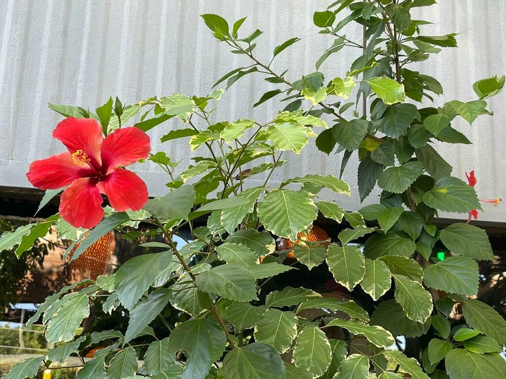 Chinese hibiscus from Municipio de Tulum, Q.R., México on August 9 ...