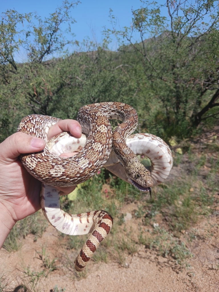 Sonoran Gopher Snake from Pima County, US-AZ, US on August 19, 2024 at ...