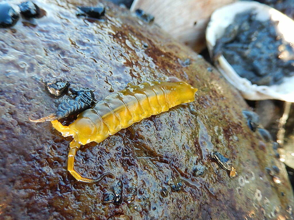 Idotea aleutica from Anchor Point, AK, USA on August 19, 2024 at 12:52 ...