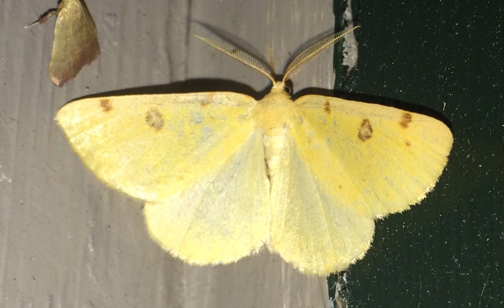 Sulphur Moth from 241 Bush Rd, Marbletown, NY, US on July 6, 2016 at 10 ...