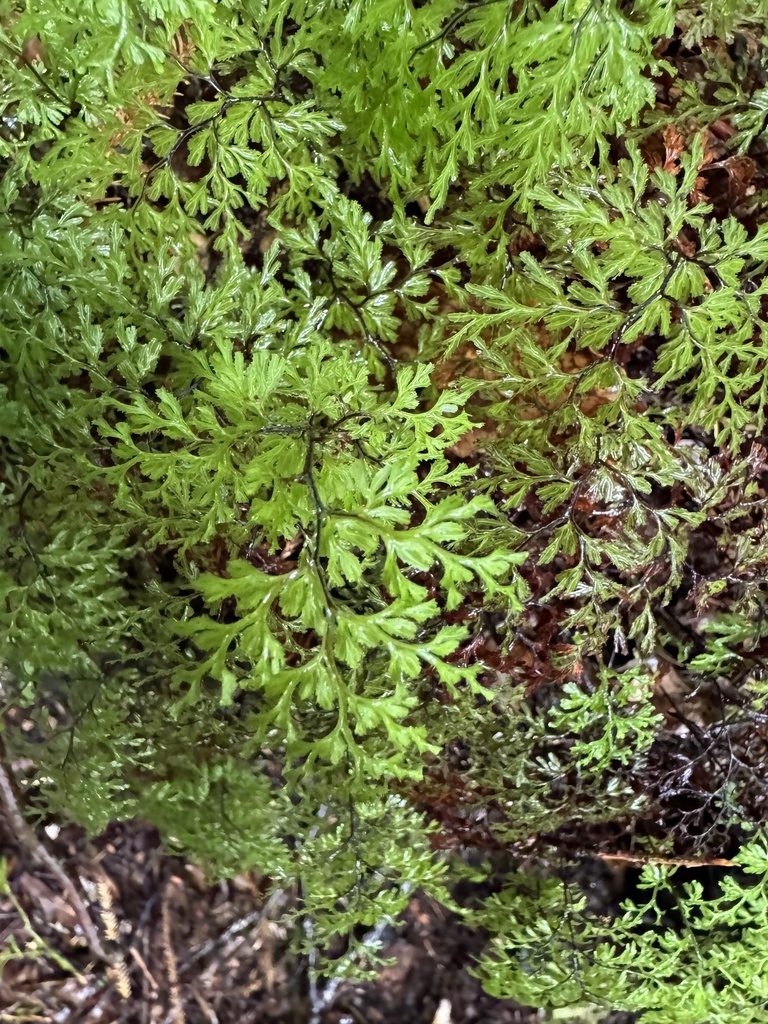 filmy ferns from Fiordland National Park, Fiordland National Park ...
