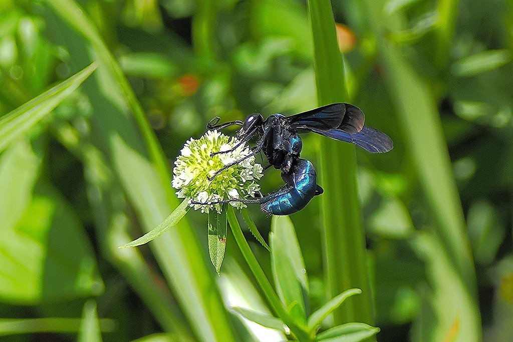 Spider Wasps from Arthur R. Marshall Loxahatchee Wildlife Refuge Marsh ...