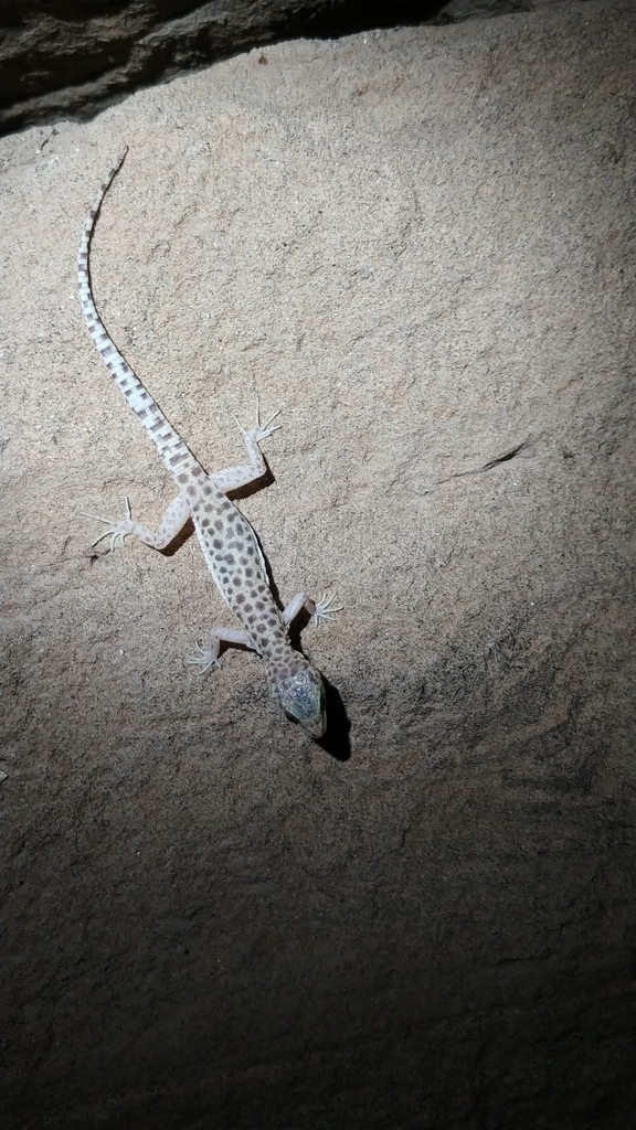 Sandstone Night Lizard in September 2021 by timoteo_b · iNaturalist