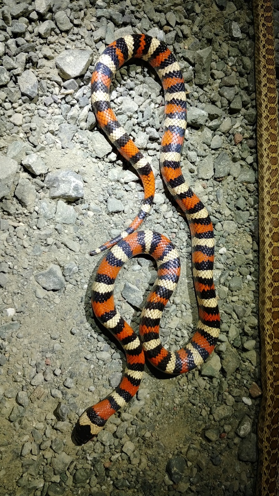 California Mountain Kingsnake in July 2020 by timoteo_b. ZZ · iNaturalist