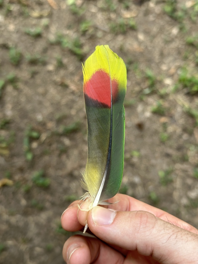 Scaly-naped Amazon in August 2024 by Riley Fortier · iNaturalist