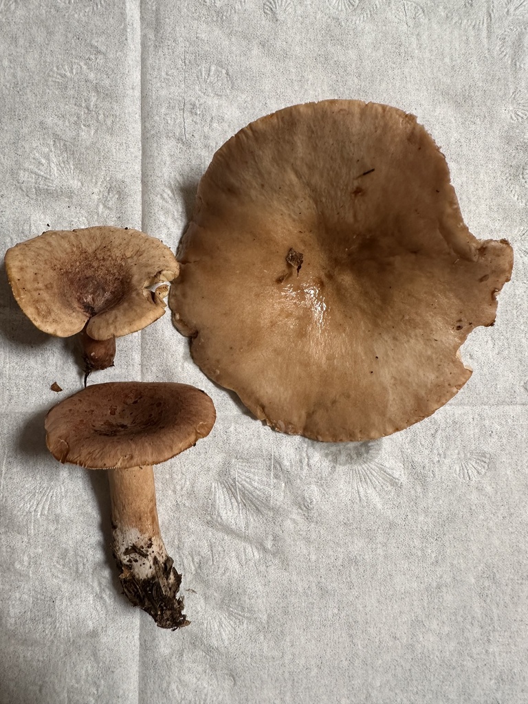 Curry Milkcap in August 2024 by rowesnata · iNaturalist