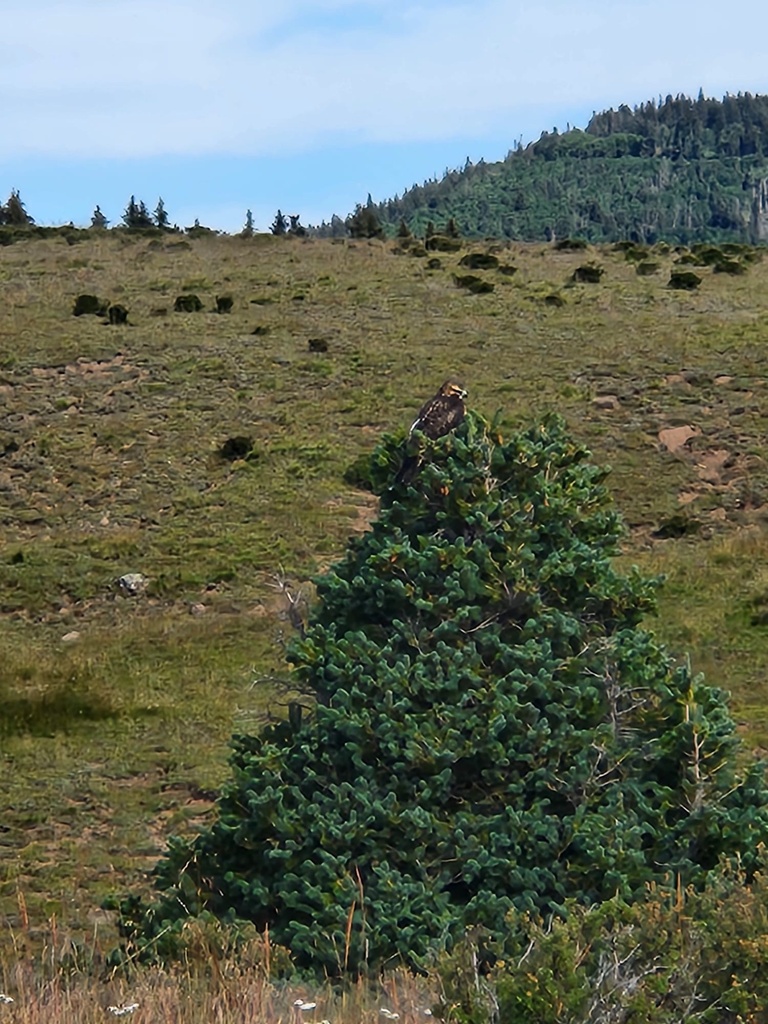 Red-tailed Hawk from NM-17, Chama, NM, US on August 18, 2024 at 04:43 ...