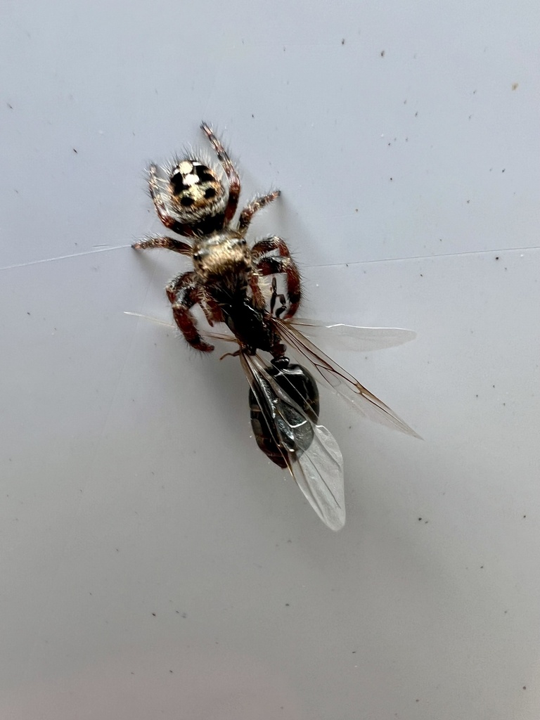 Bold Jumping Spider from Delaware River, Burlington, NJ, US on August ...