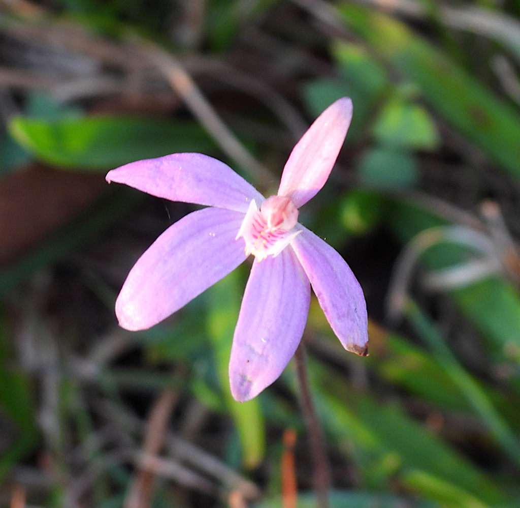 Pink Lady Fingers in August 2024 by cirolana · iNaturalist