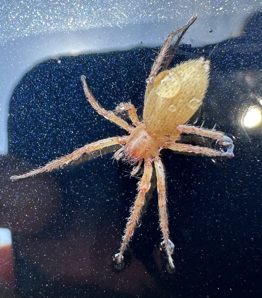 Yellow Ghost Spider in August 2024 by Nikhil Reddy · iNaturalist