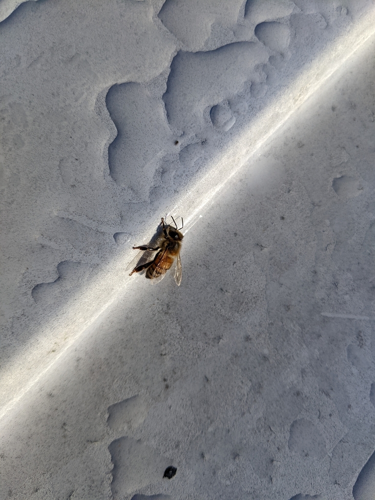 Western Honey Bee from Seattle, WA, USA on August 19, 2024 at 08:04 AM ...
