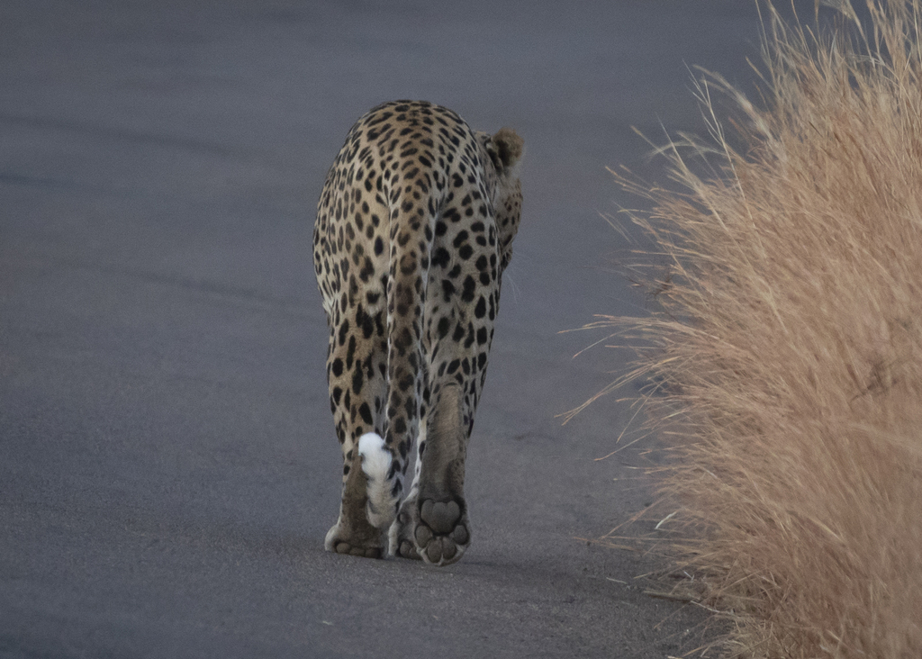 African Leopard in August 2024 by Andre Harmse · iNaturalist