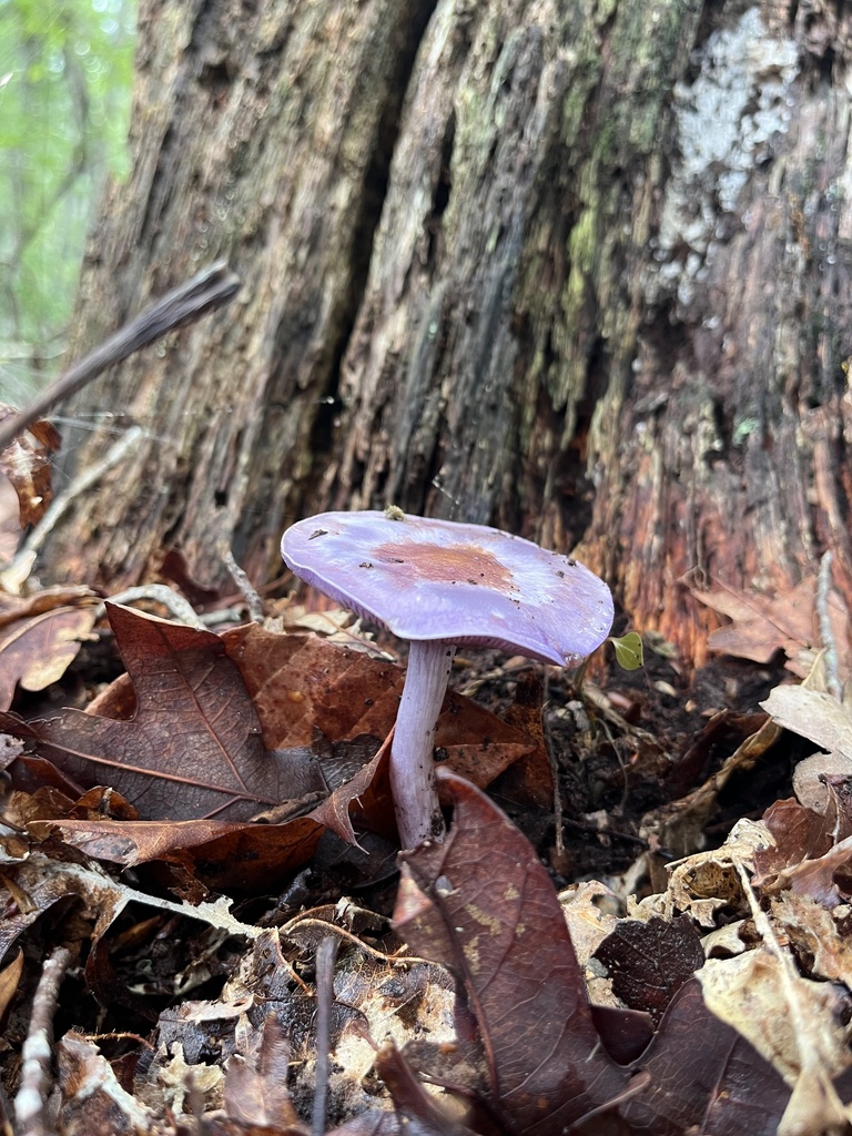 Viscid Violet Cort from Ministerial Rd, Wakefield, RI, US on August 19 ...