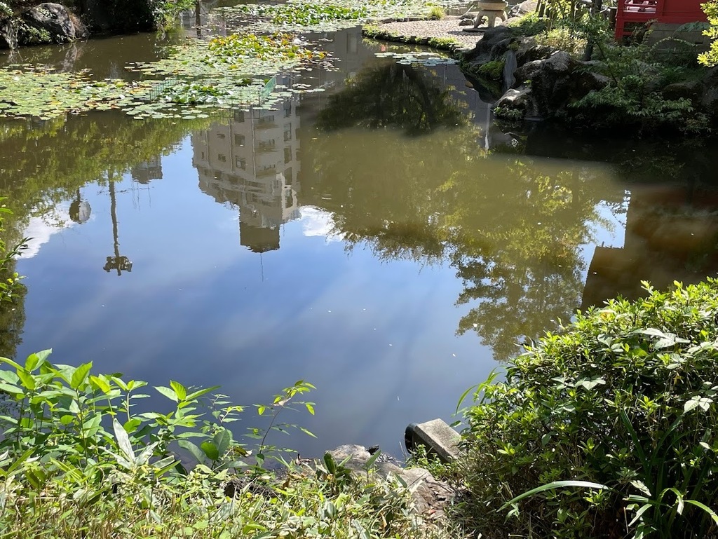 Turtles and Tortoises from Bunkyo City, Tokyo, Japan on October 12 ...
