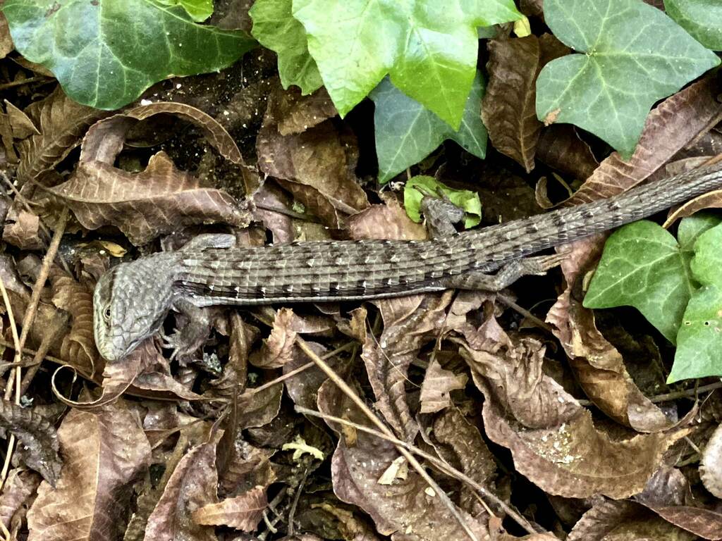 San Diego Alligator Lizard from Mariposa, Glendale, CA 91205, USA on ...